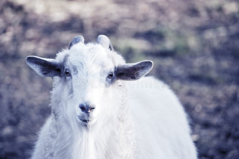 6,241 Goat Front Stock Photos - Free & Royalty-Free Stock Photos from ...