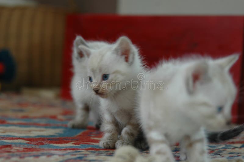 White Cute Kitten Playing and Looking at Us Stock Photo - Image of ...