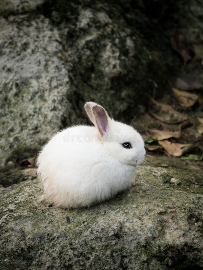 White cute little rabbit stock photo. Image of baby - 153668458