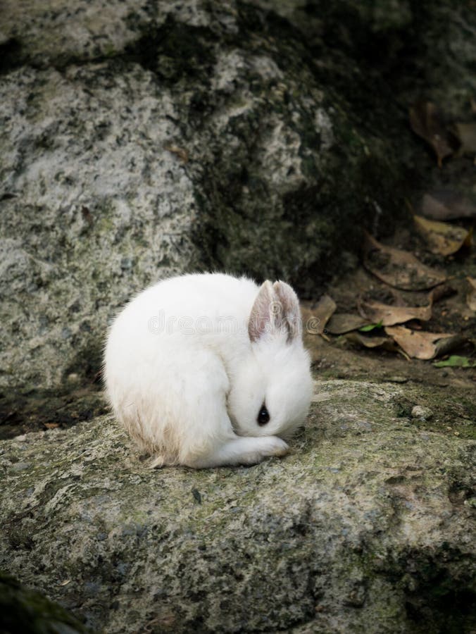Rabbit Relaxing and Resting on the Ground. Home Decorative Rabbit ...