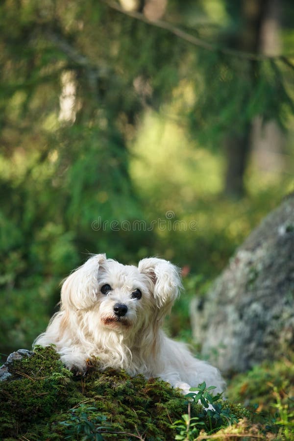 White Mixed Breed Dog in Forest Stock Photo - Image of outdoor, hair ...