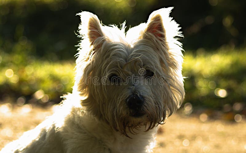Papi Dog Stock Photos - Free & Royalty-Free Stock Photos from Dreamstime