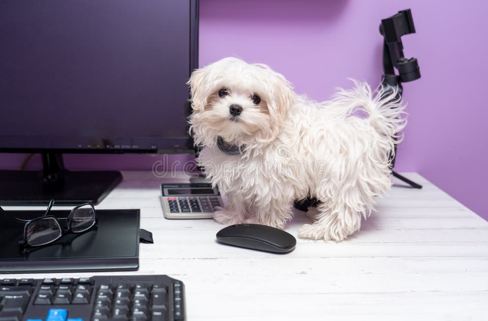 White, Cute Puppy Standing on a Computer Desk Stock Photo - Image of ...