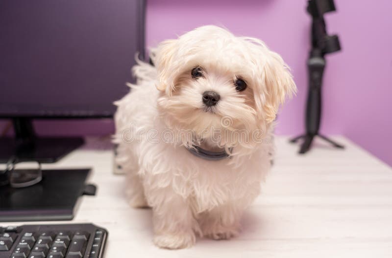 White, Cute Puppy Standing on a Computer Desk Stock Image - Image of ...