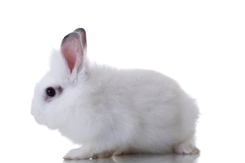 Rabbit on the piano keys stock photo. Image of bunny - 24179938