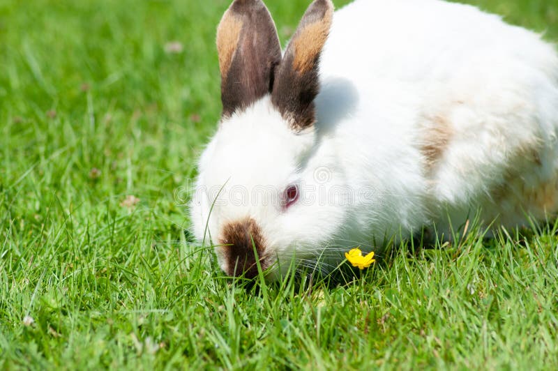 White Cute Rabbit with Brown Nose Eats Grass on the Lawn,fluffy Pet ...
