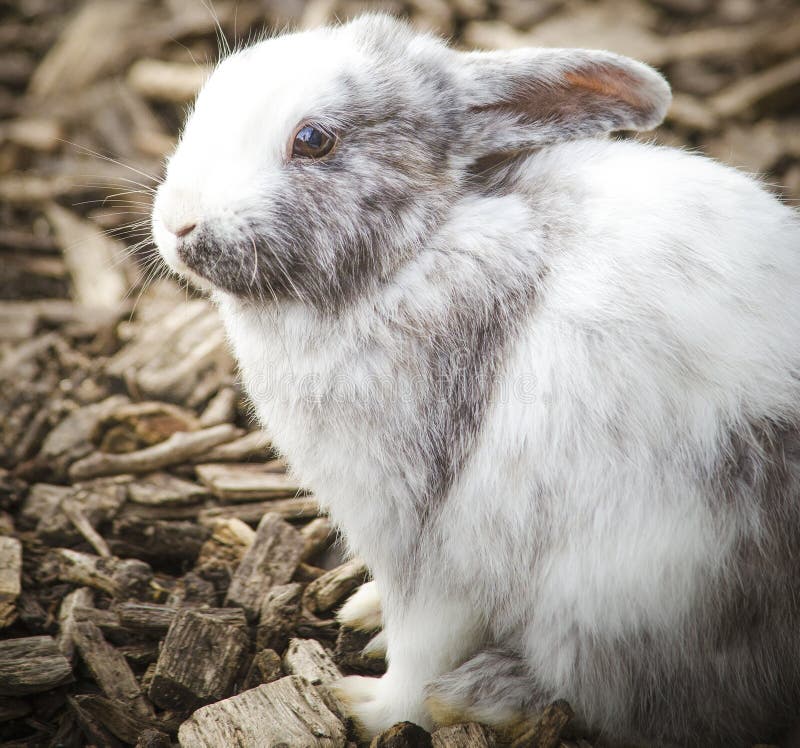 White cute rabbit stock image. Image of fluffy, rabbit - 83992787