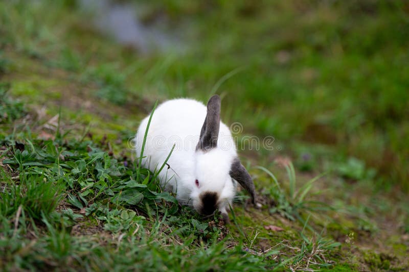White Cute Rabbit Eats Grass. Stock Photo - Image of grass, funny ...