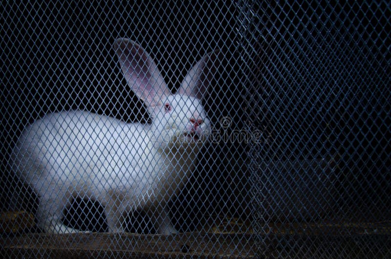 White Cute Rabbit in a Rabbit Hutch Enclosure at the Farm Stock Photo ...