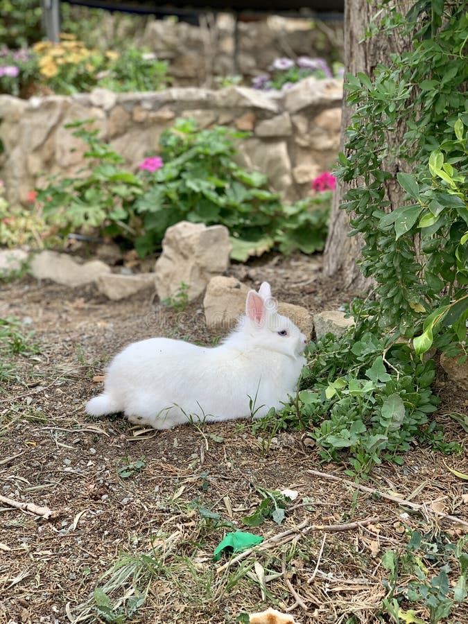 Rabbit Relaxing and Resting on the Ground. Home Decorative Rabbit ...