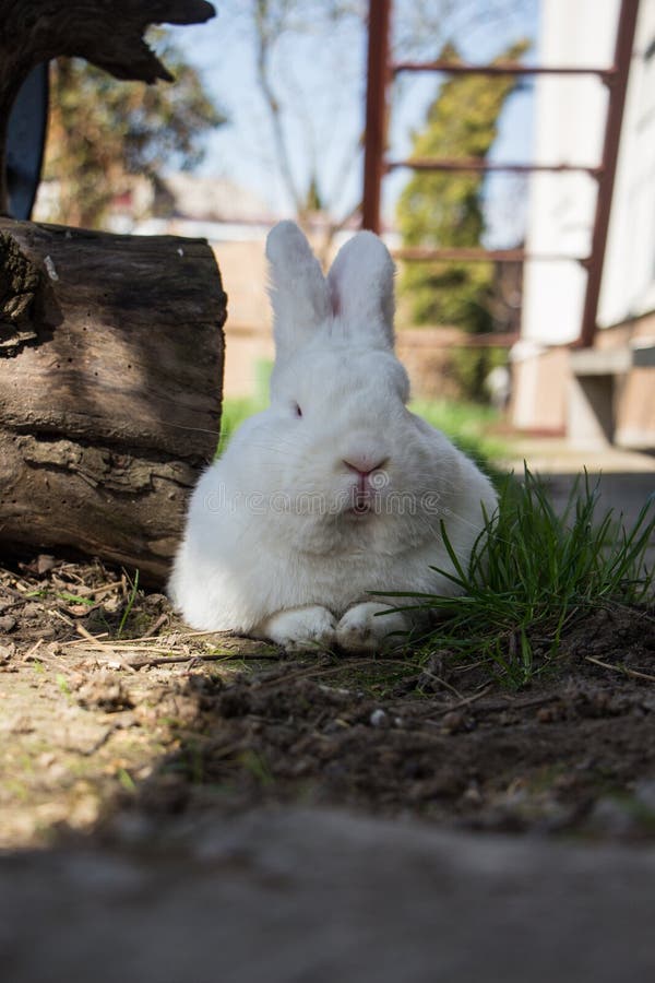 White cute rabbit resting stock photo. Image of cottontail - 114355980