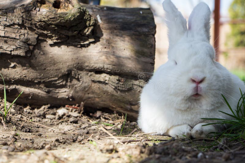White cute rabbit resting stock photo. Image of rabbit - 114356014