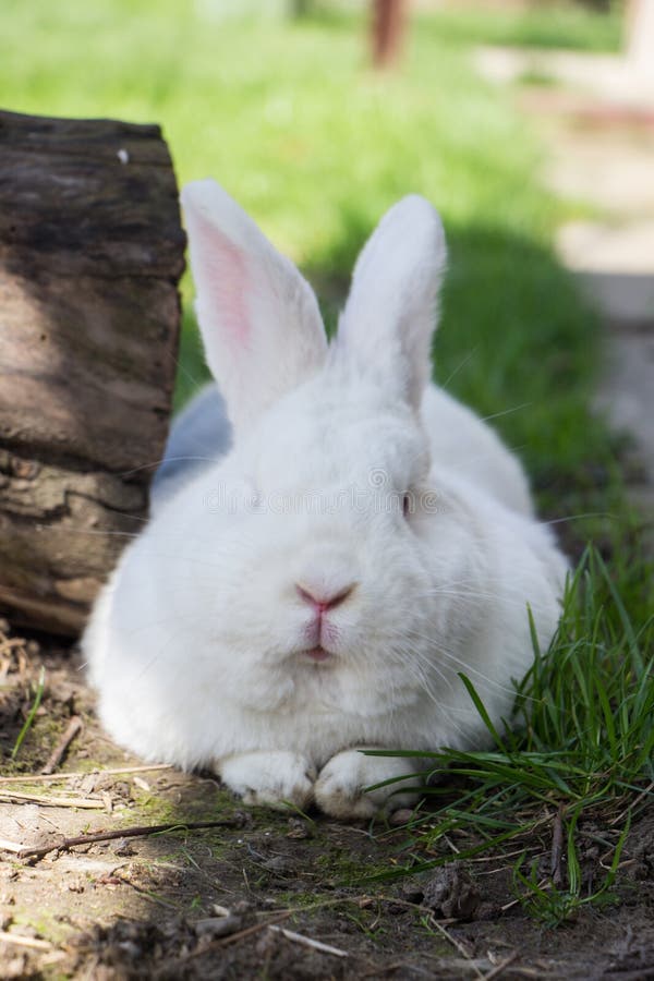White cute rabbit resting stock image. Image of summer - 114355947