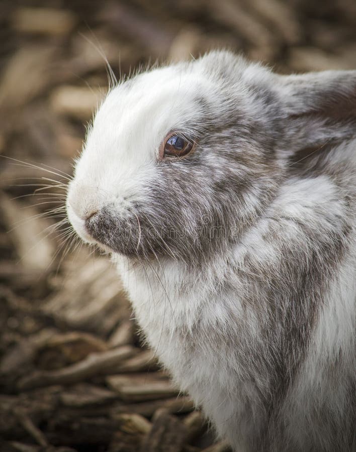 White cute rabbit stock photo. Image of side, rabbit - 83999370