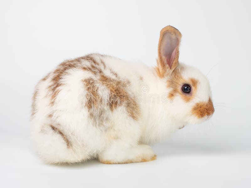 2,145 Back Rabbit Stock Photos - Free & Royalty-Free Stock Photos from ...