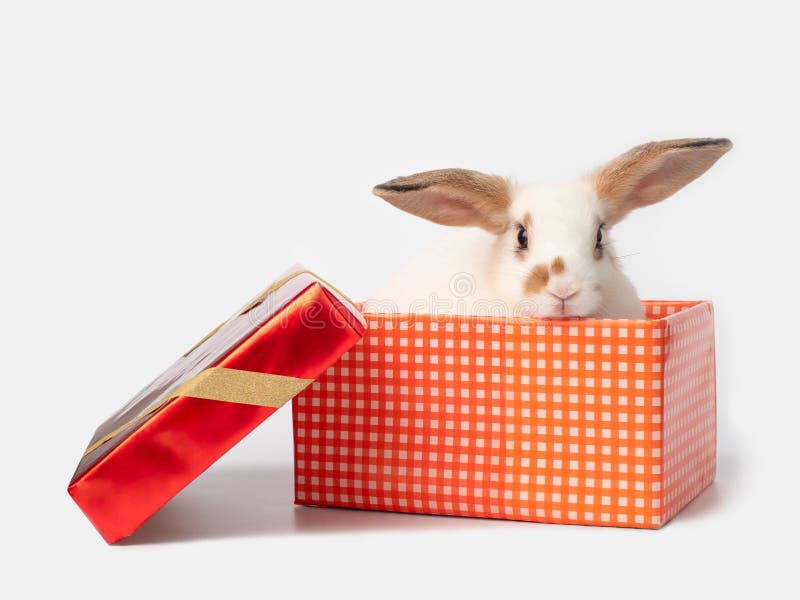 Rabbit Gift stock photo. Image of fluffy, pretty, nature - 13030558