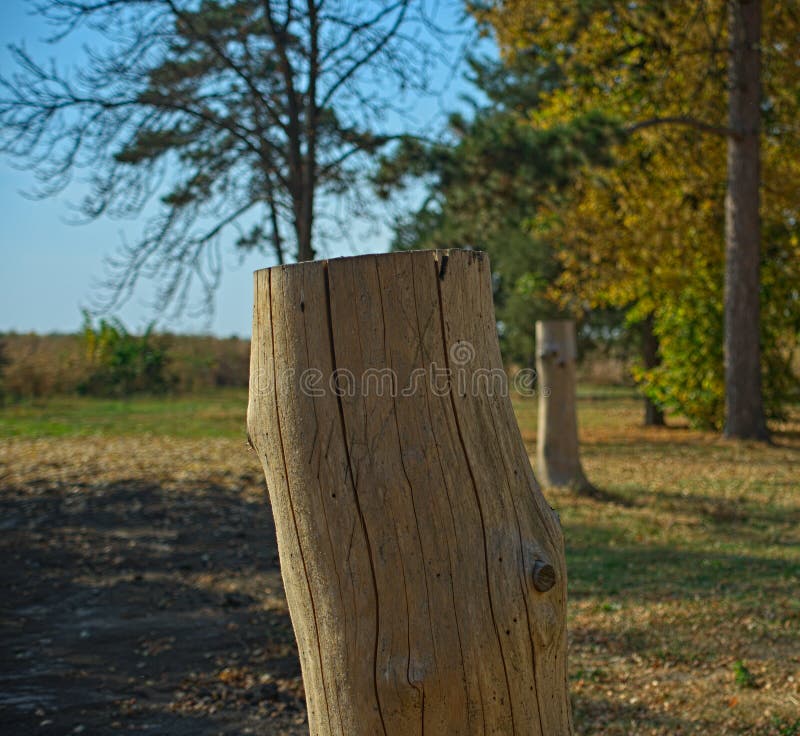 White Cutoff Tree Trunk without Bark, Close Up Stock Image - Image of ...