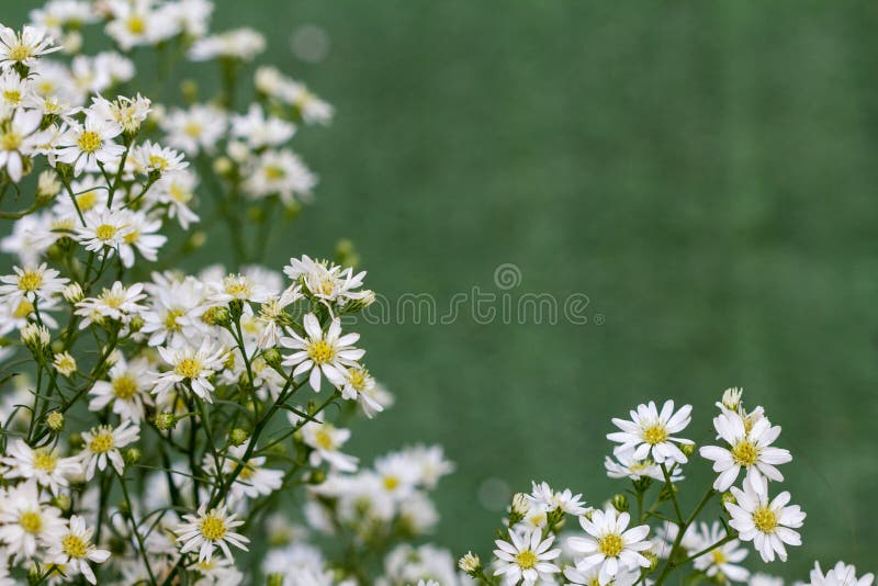 White Flowers in the Garden Stock Image - Image of flower, nature ...