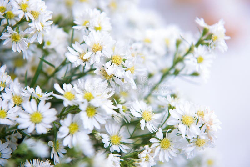 White Cutter Flower, Name of Science Aster Sp.White Background Stock ...