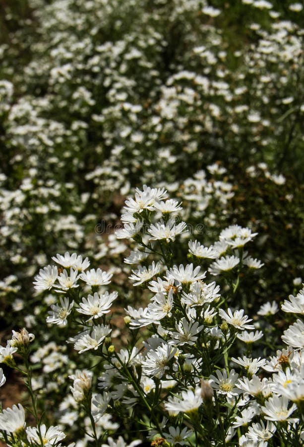 White cutter flower stock image. Image of bloom, freshness - 73400739