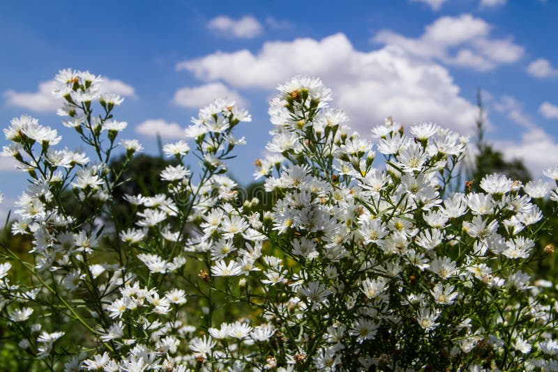 White cutter flower stock image. Image of macro, focus - 73250121