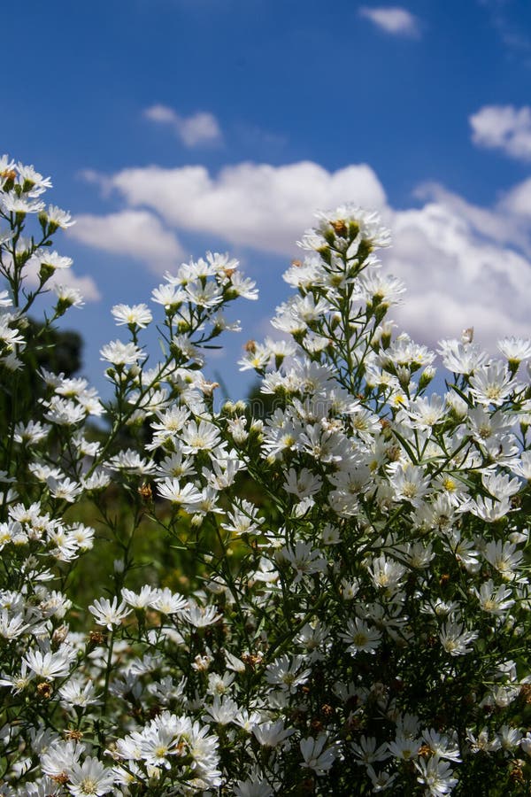 White cutter flower stock photo. Image of summer, season - 74988728