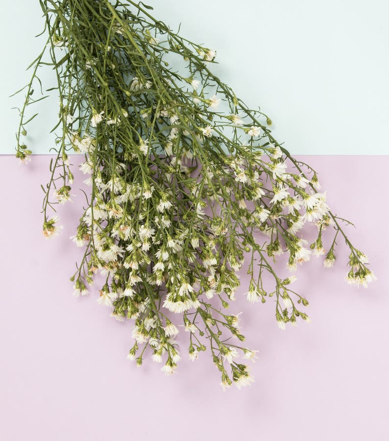 White cutter flower stock photo. Image of violet, isolated - 76133084