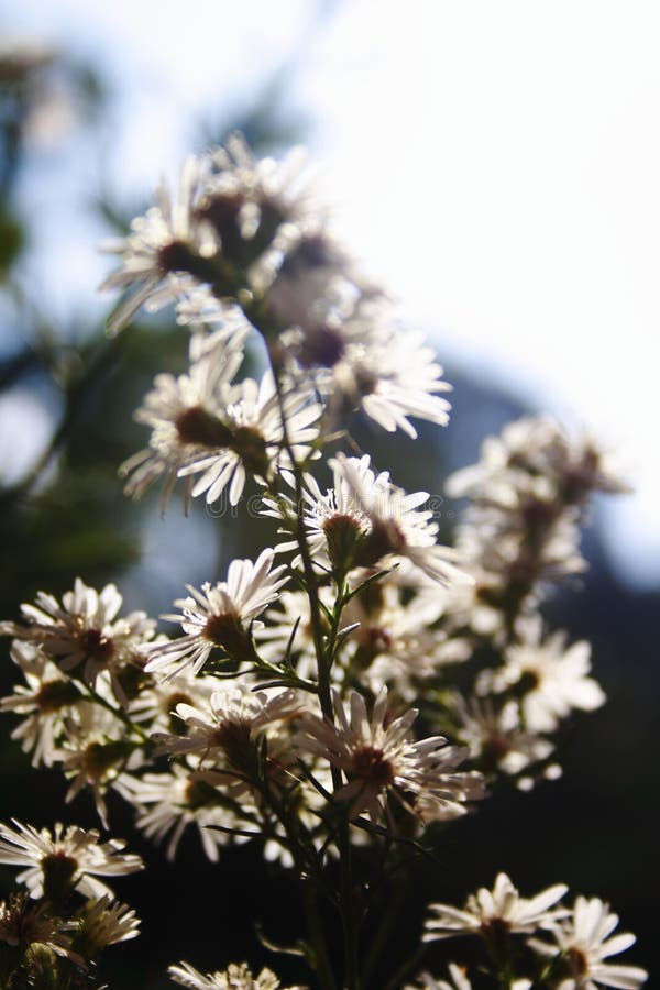 White Cutter Flower stock image. Image of tree, shot - 62523699