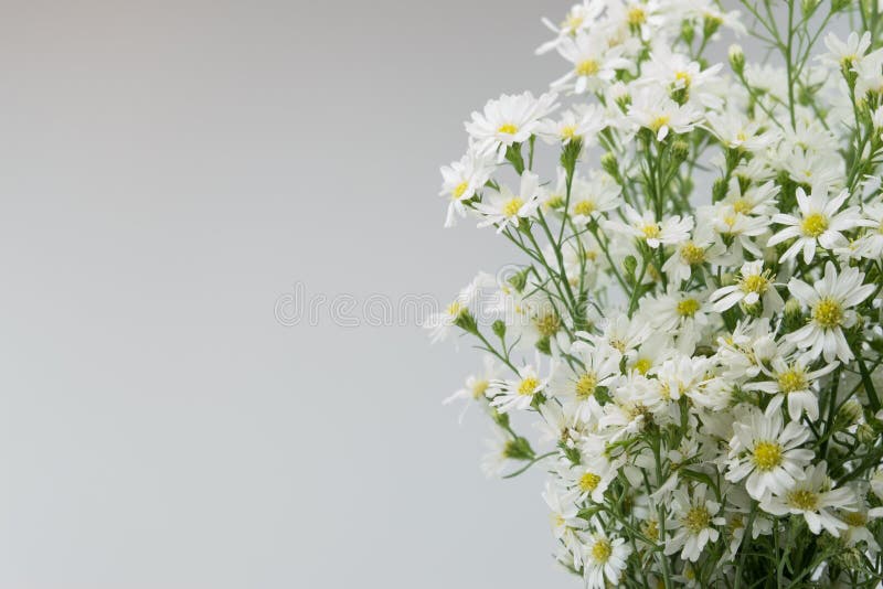 White Cutter Flower on White Stock Photo - Image of isolate, love: 50993684