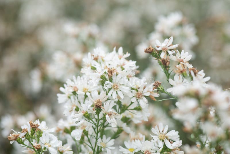 White Cutter Flowers on Nature Background Stock Image - Image of ...