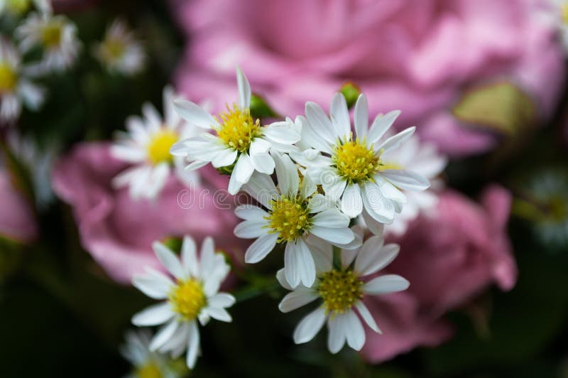 White cutter flowers stock photo. Image of decorative - 80814420