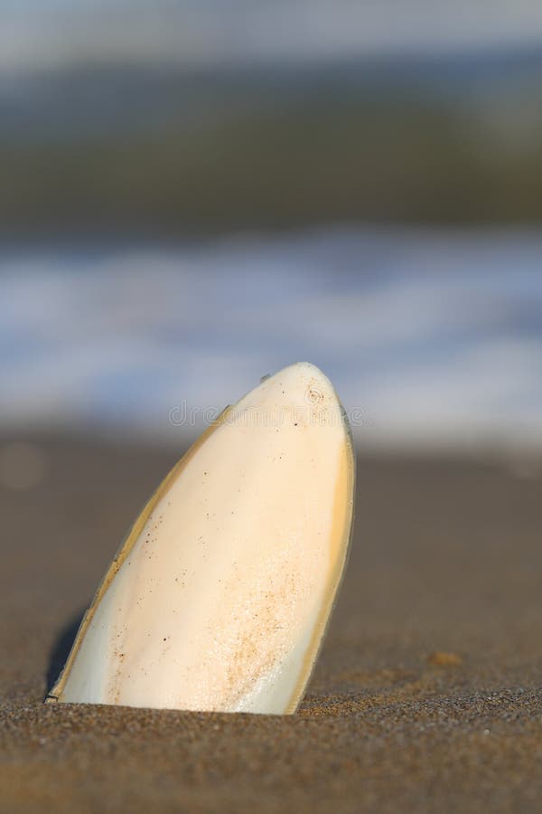 White Cuttlefish Bone Beached on the Beach Stock Photo - Image of white ...