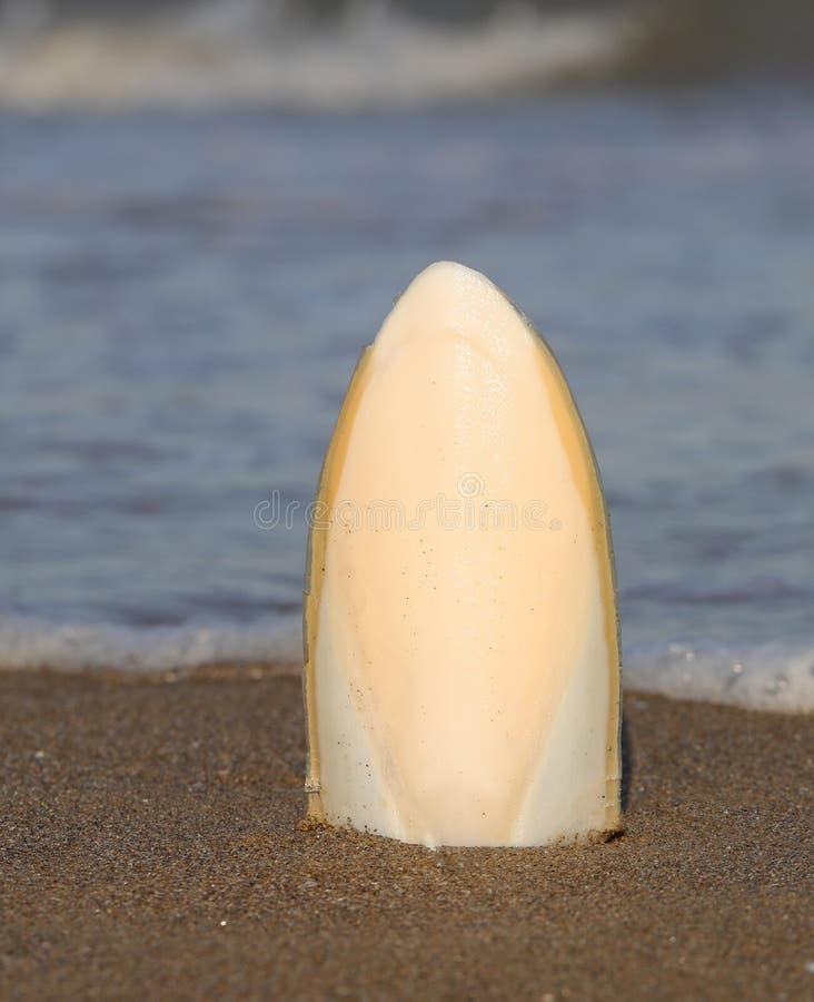 White Cuttlefish Bone on the Sand by the Sea Stock Photo - Image of ...