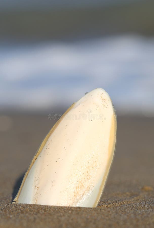 Cuttlefish bone stock photo. Image of oceans, marine - 60722102