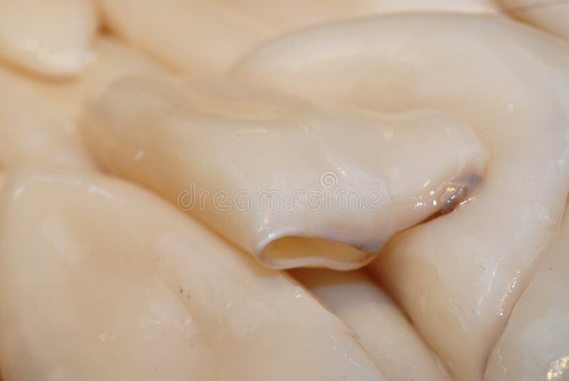 White Cuttlefish in Close-up Stock Photo - Image of healthy, food ...