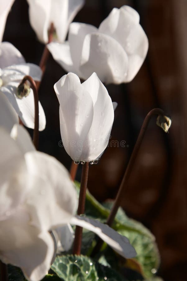 White cyclamen stock photo. Image of nature, floral, pink - 11263278