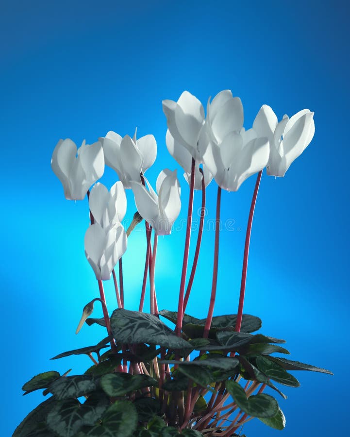 White Cyclamen flower stock photo. Image of season, nature - 197324348