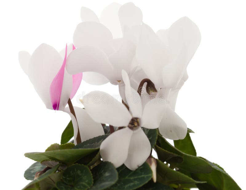 White cyclamen stock image. Image of petals, pretty, floral - 11067127