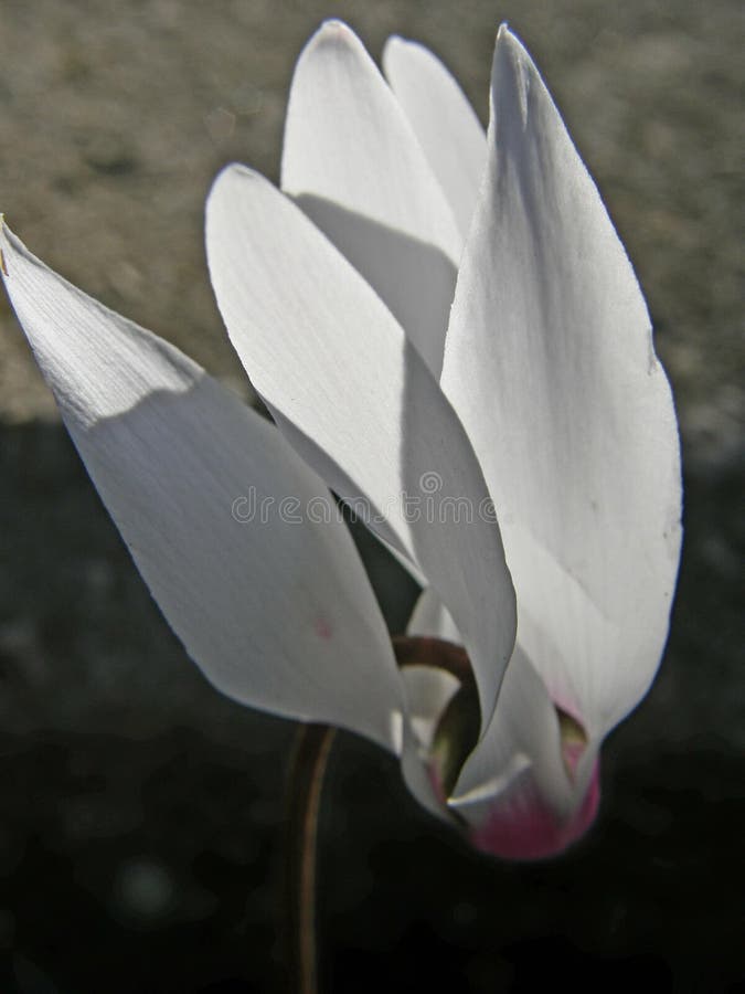 White cyclamen stock image. Image of cyclamen, beauty - 88975949