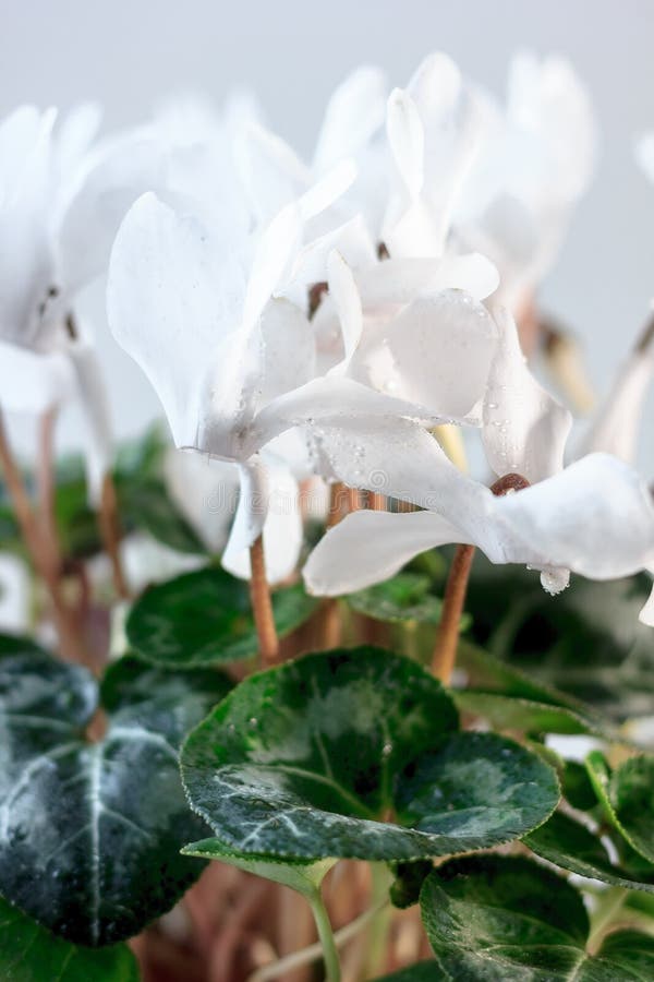 White cyclamen flower stock photo. Image of green, bunch - 108901438