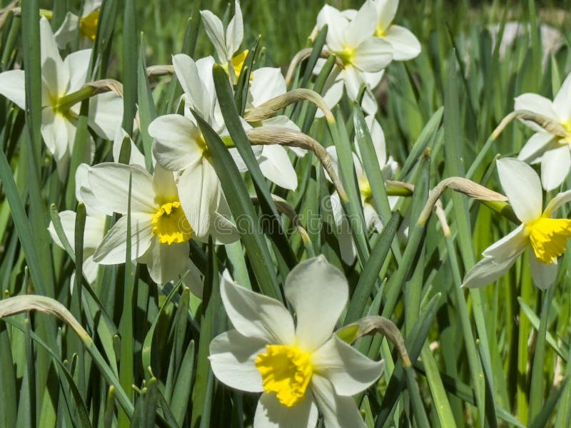 White Daffodils, Spring Flowers on a Green Background Stock Photo ...