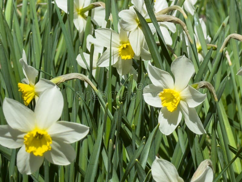 White Daffodils, Spring Flowers on a Green Background Stock Photo ...