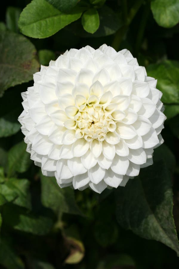 White Dahlia stock photo. Image of petal, close, love - 7744494