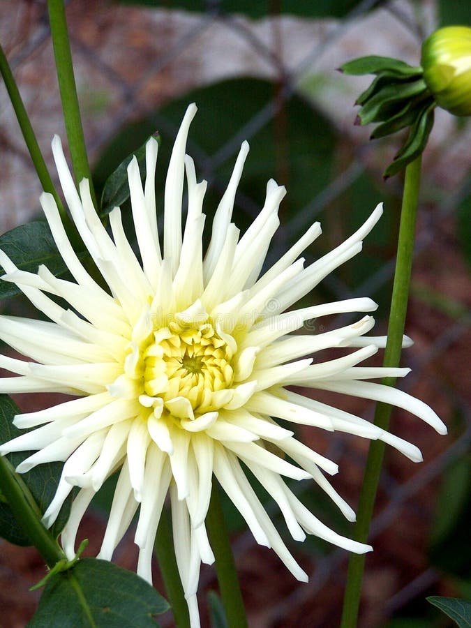 White Dahlia Flower Picture. Image: 924060