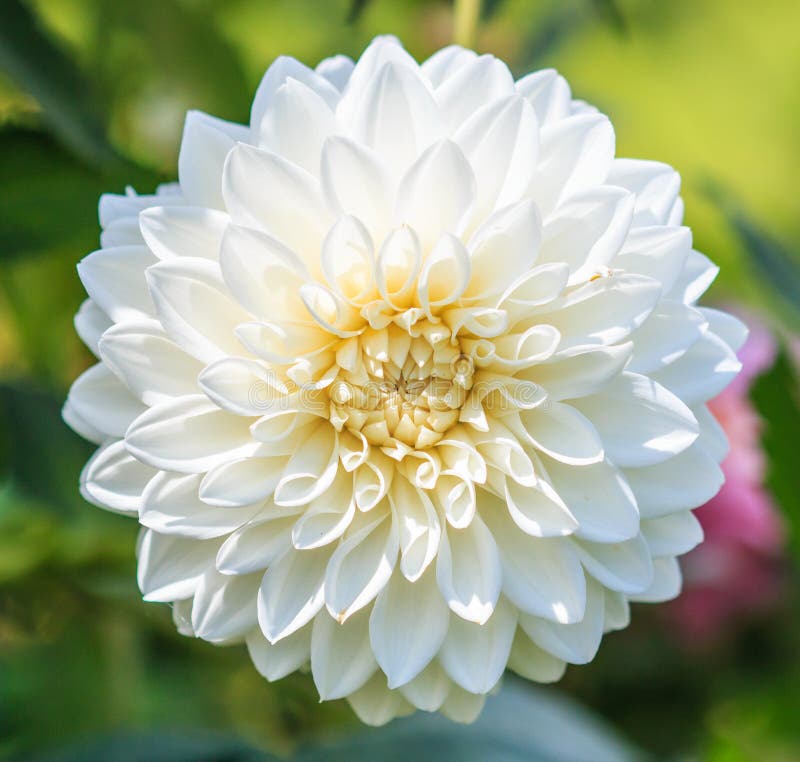 White dahlia stock photo. Image of beauty, multi, floral - 37437218
