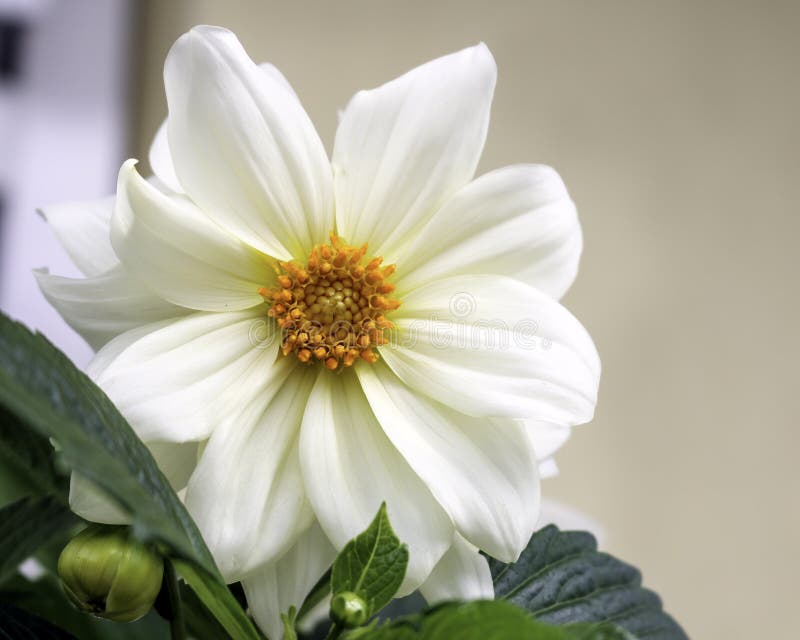 White Dahlia stock image. Image of sill, flower, plant - 94809705