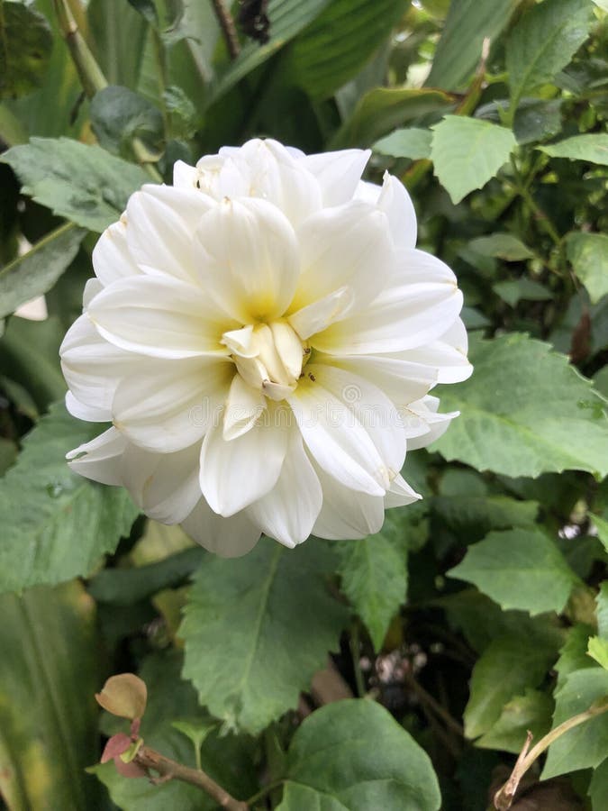 White dahlia flower stock photo. Image of flower, herb - 262412760
