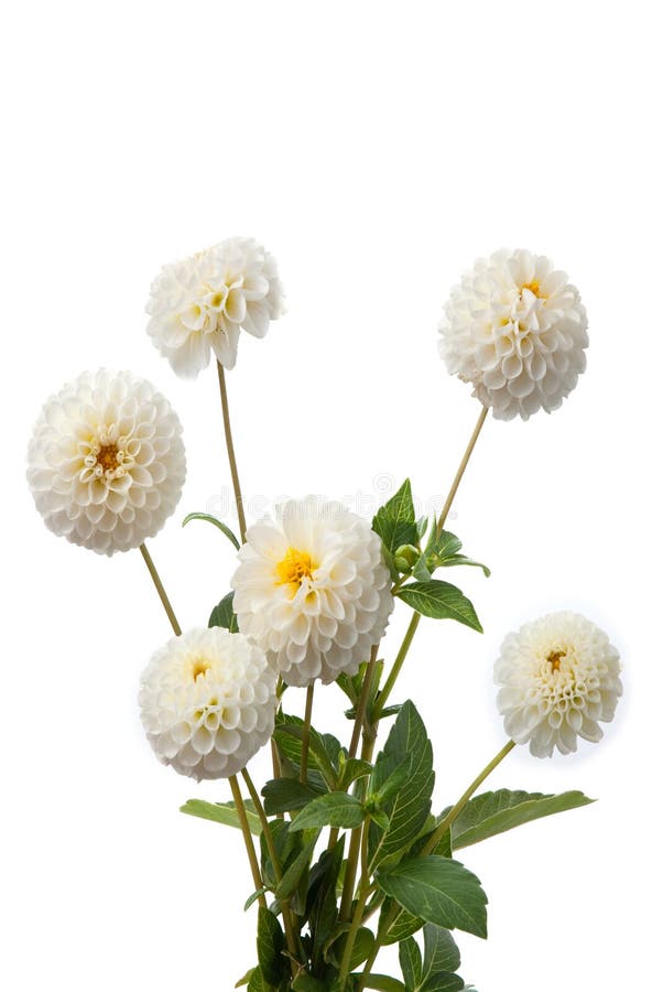 White dahlias stock image. Image of color, garden, beautiful - 18771919