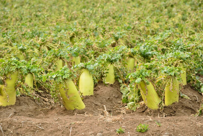 White daikon field in Jeju stock photo. Image of leaf - 38914052
