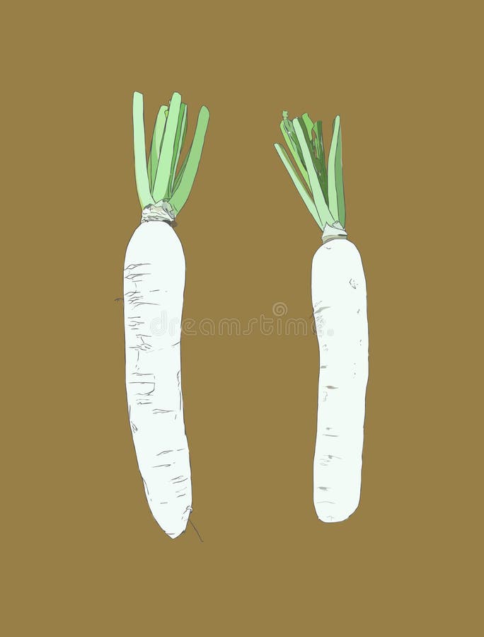 Daikon Drawing Stock Illustrations – 321 Daikon Drawing Stock ...